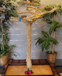Natural Java Tree Playstands for Birds - FREE SHIPPING - Discounted