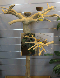 Natural Java Tree Playstands for Birds - FREE SHIPPING - Discounted