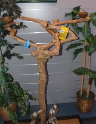 Natural Java Tree Playstands for Birds - FREE SHIPPING - Discounted