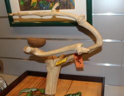 Natural Java Tree Playstands for Birds - FREE SHIPPING!