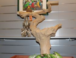 Natural Java Tree Playstands for Birds - FREE SHIPPING!