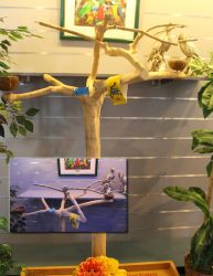 Natural Java Tree Playstands for Birds - FREE SHIPPING - Discounted