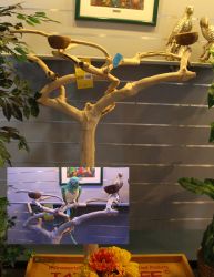 Natural Java Tree Playstands for Birds - FREE SHIPPING - Discounted