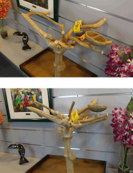 Natural Java Tree Playstands for Birds - FREE SHIPPING!