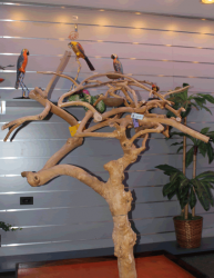 Natural Java Tree Playstands for Birds - FREE SHIPPING - Discounted