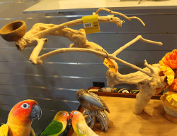 Natural Java Tree Playstands for Birds - FREE SHIPPING!